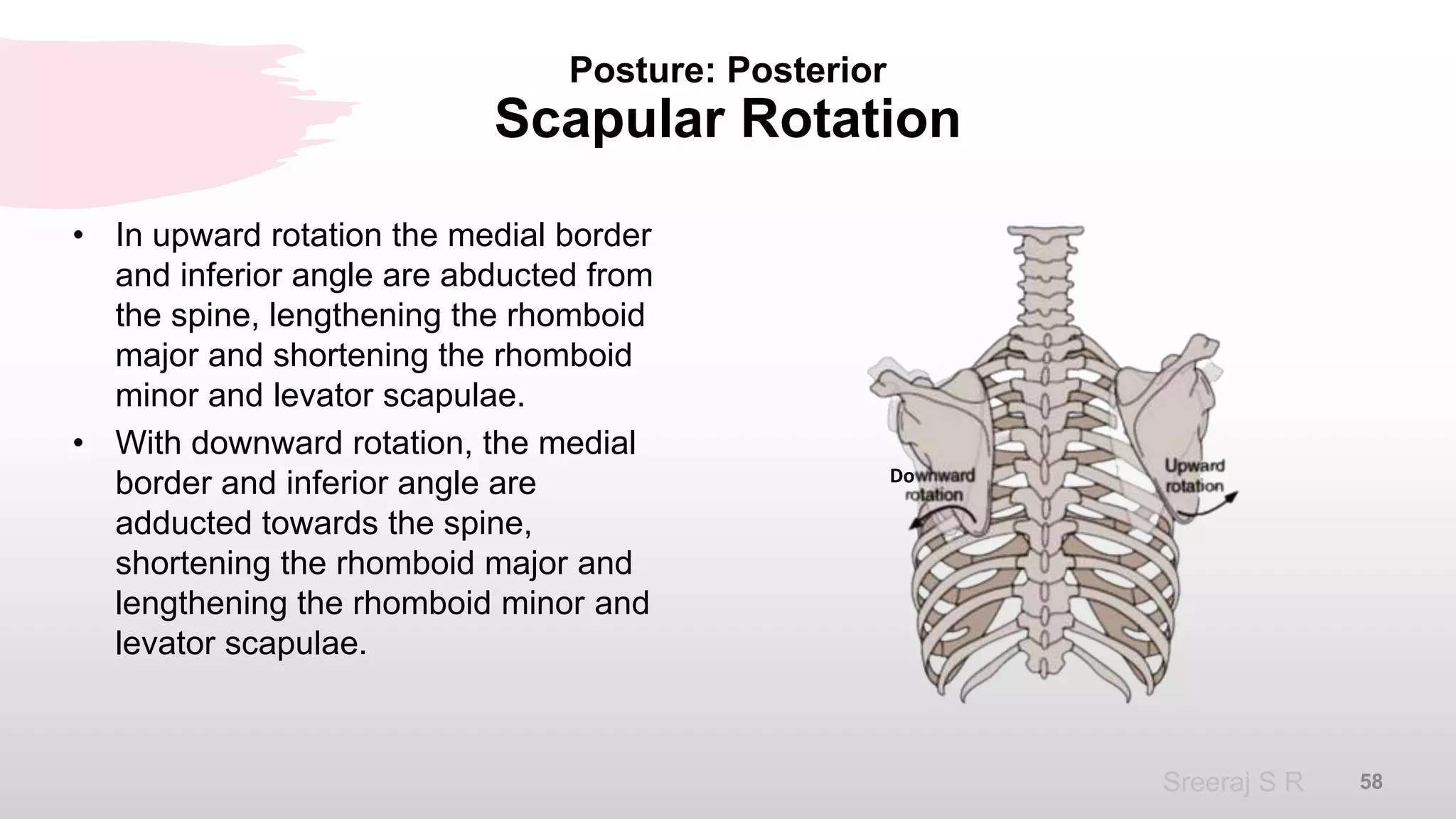 Musculoskeletal Assessment (Principles and Concepts for ...