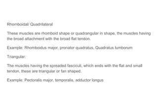Musculoskeletal basis of movement .pptx