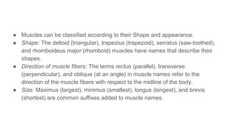 Musculoskeletal basis of movement .pptx
