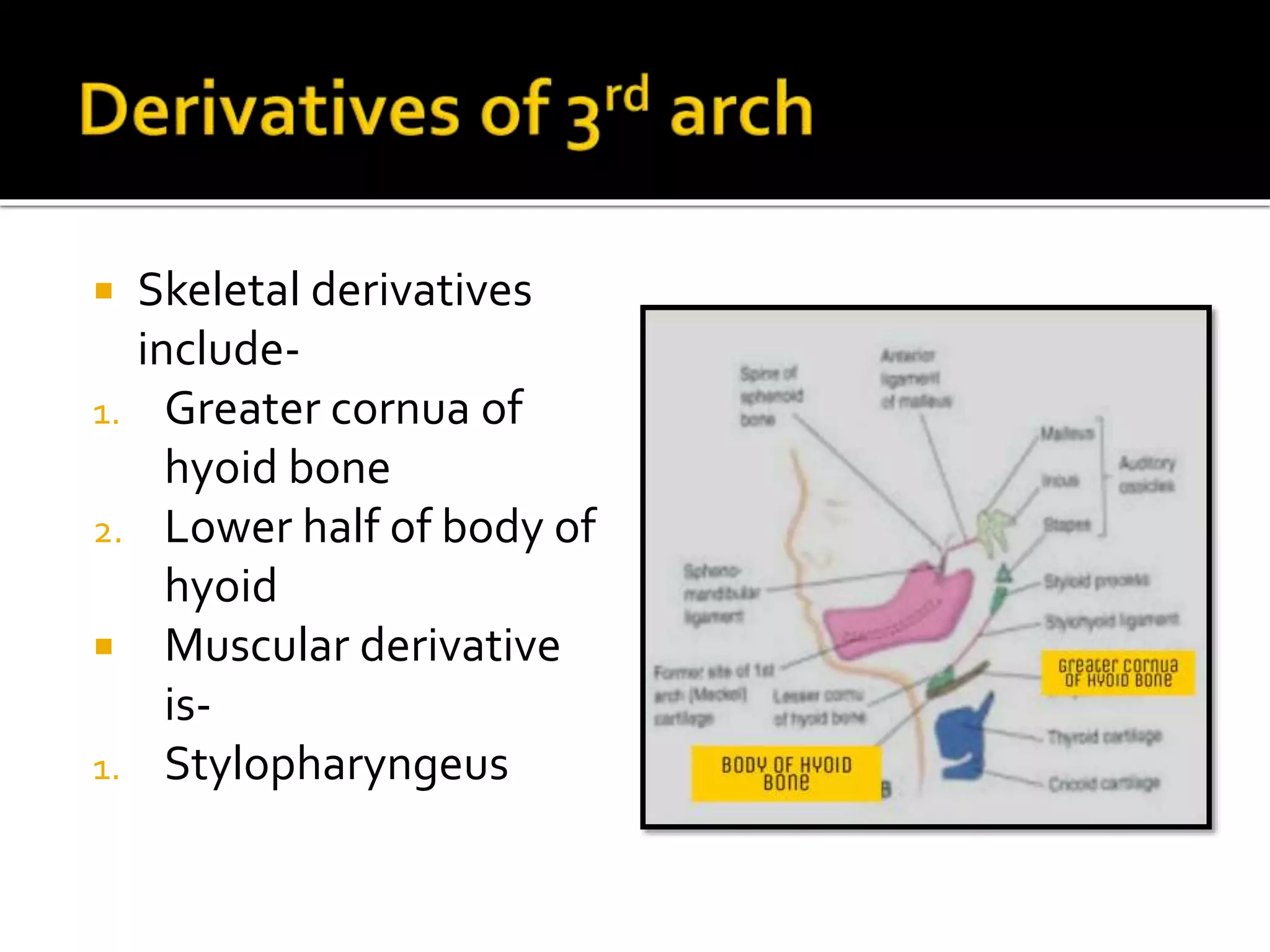 Musculoskeletal derivative of pharyngeal arches | PPTX