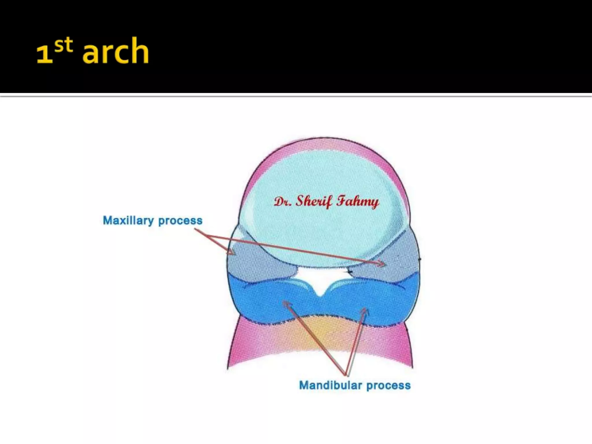 Musculoskeletal derivative of pharyngeal arches | PPTX