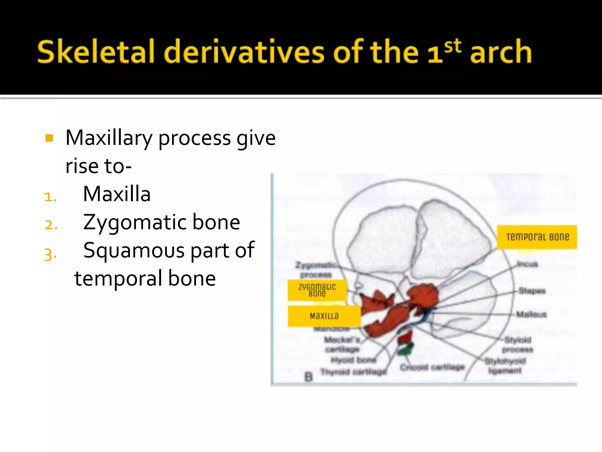 Musculoskeletal derivative of pharyngeal arches | PPTX