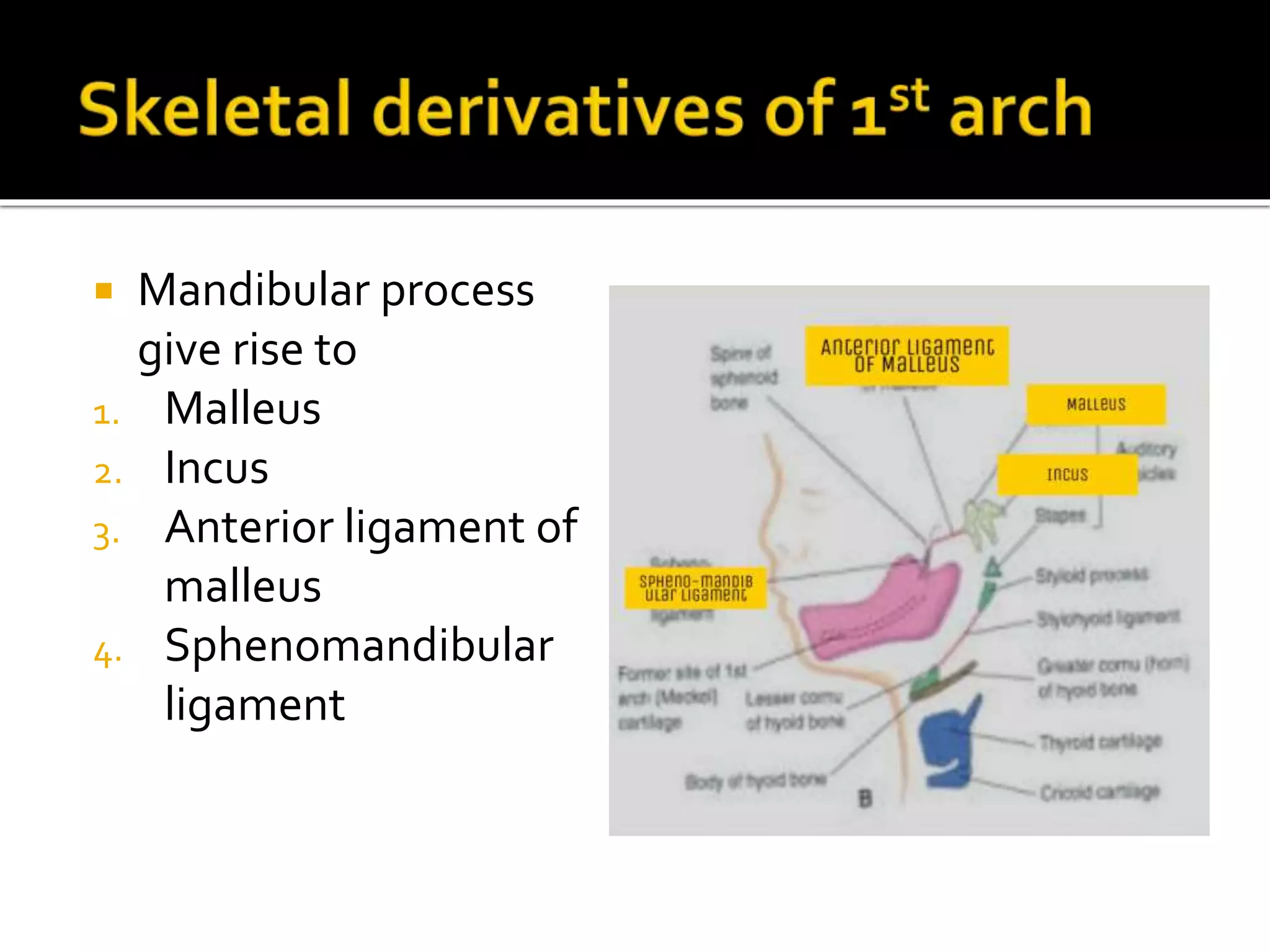Musculoskeletal derivative of pharyngeal arches | PPTX