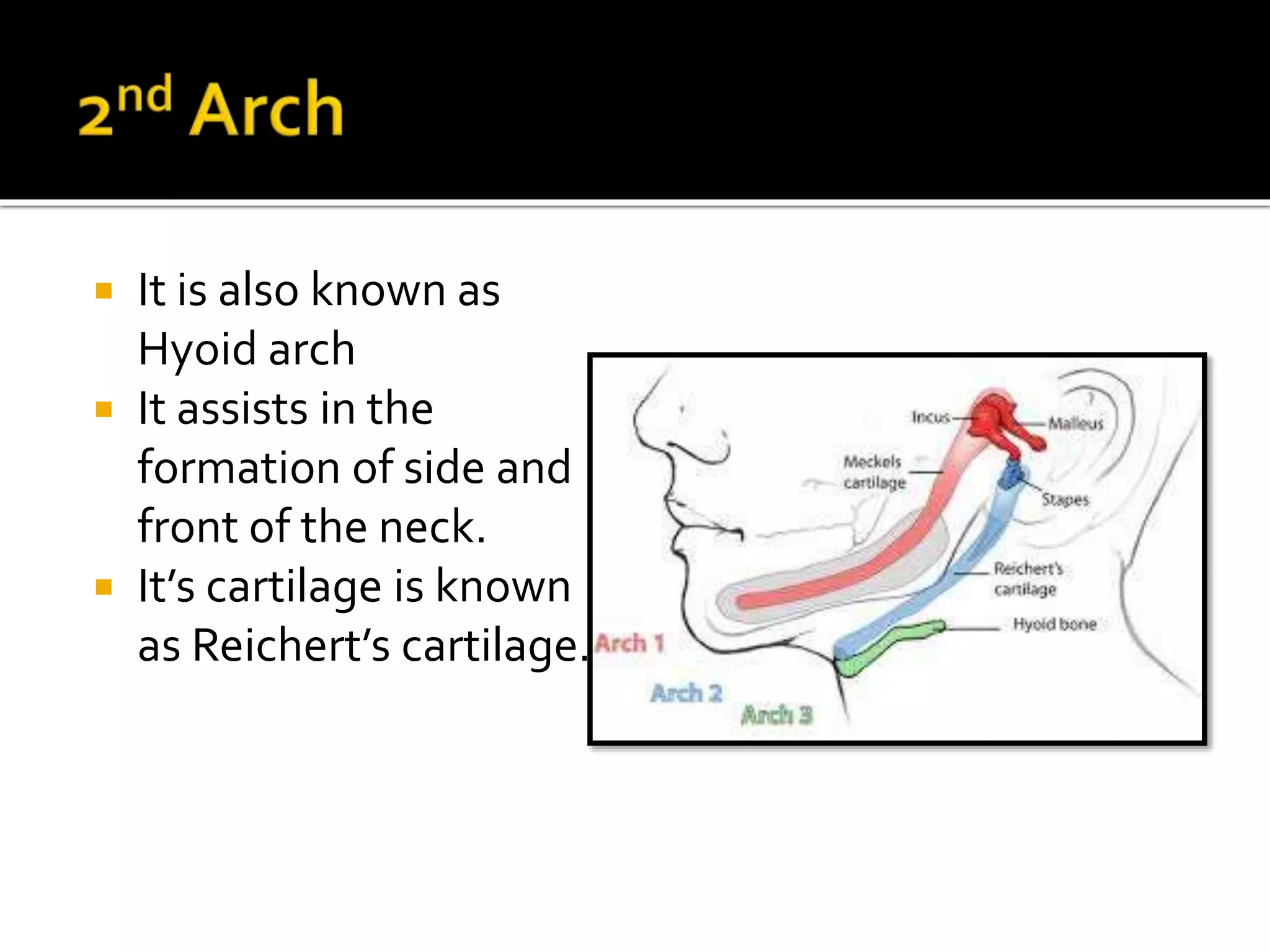 Musculoskeletal derivative of pharyngeal arches | PPTX