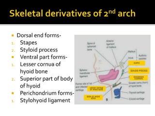 Musculoskeletal derivative of pharyngeal arches | PPTX