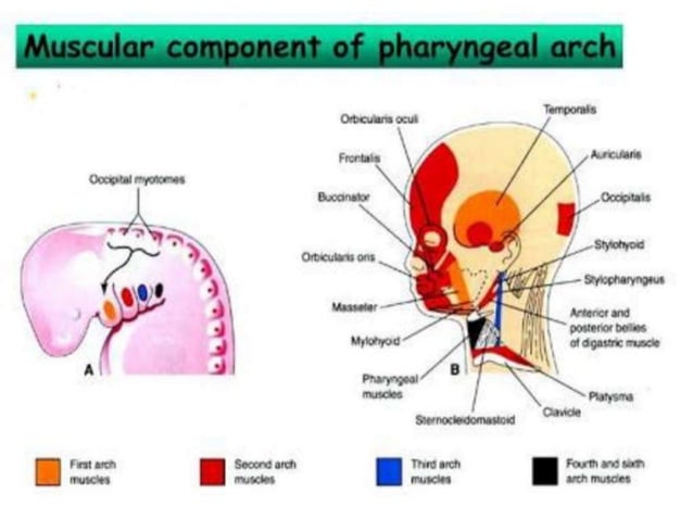 Musculoskeletal derivative of pharyngeal arches | PPTX | Ear, Nose and ...