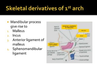 Musculoskeletal derivative of pharyngeal arches | PPTX | Ear, Nose and ...