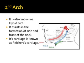 Musculoskeletal derivative of pharyngeal arches | PPTX