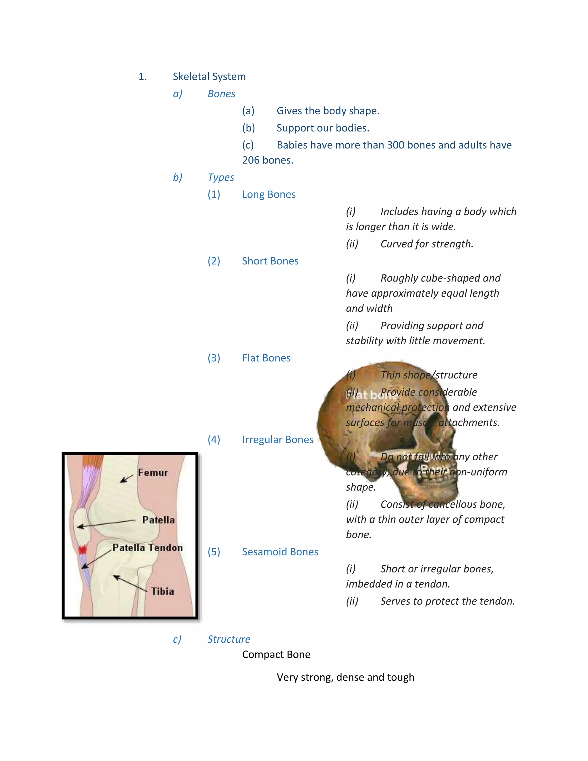 Musculoskeletal System | DOCX