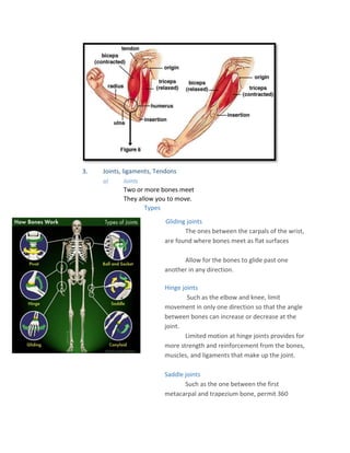 Musculoskeletal System | DOCX