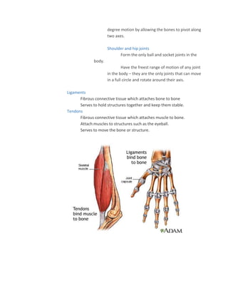 Musculoskeletal System | DOCX