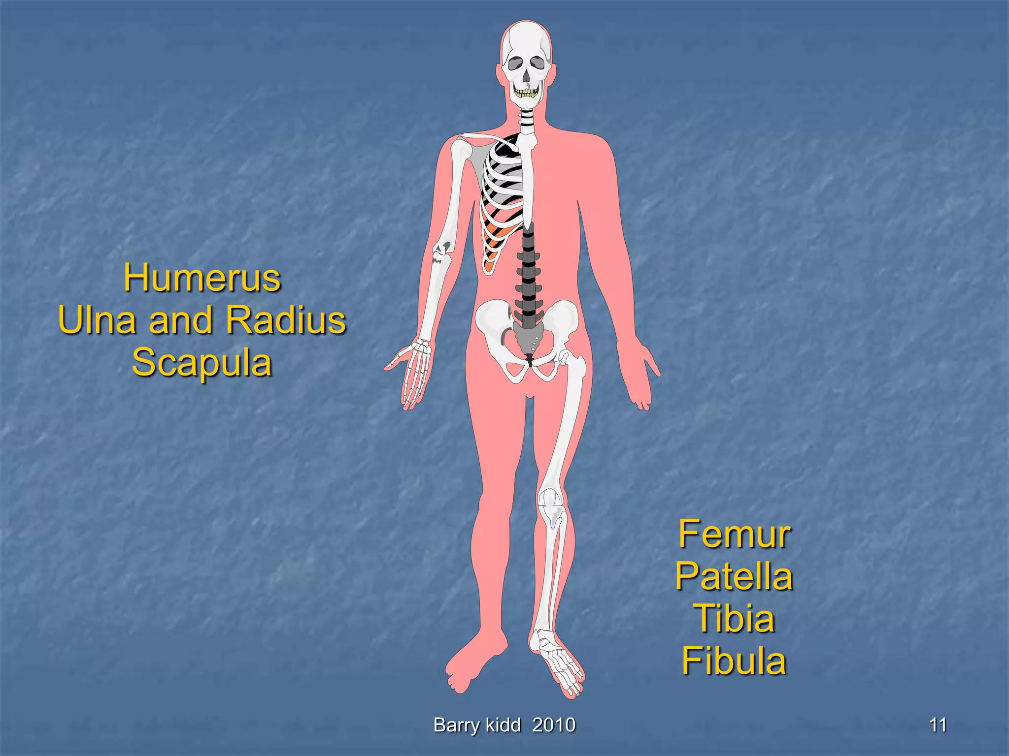 Musculoskeletal injuries | PPT
