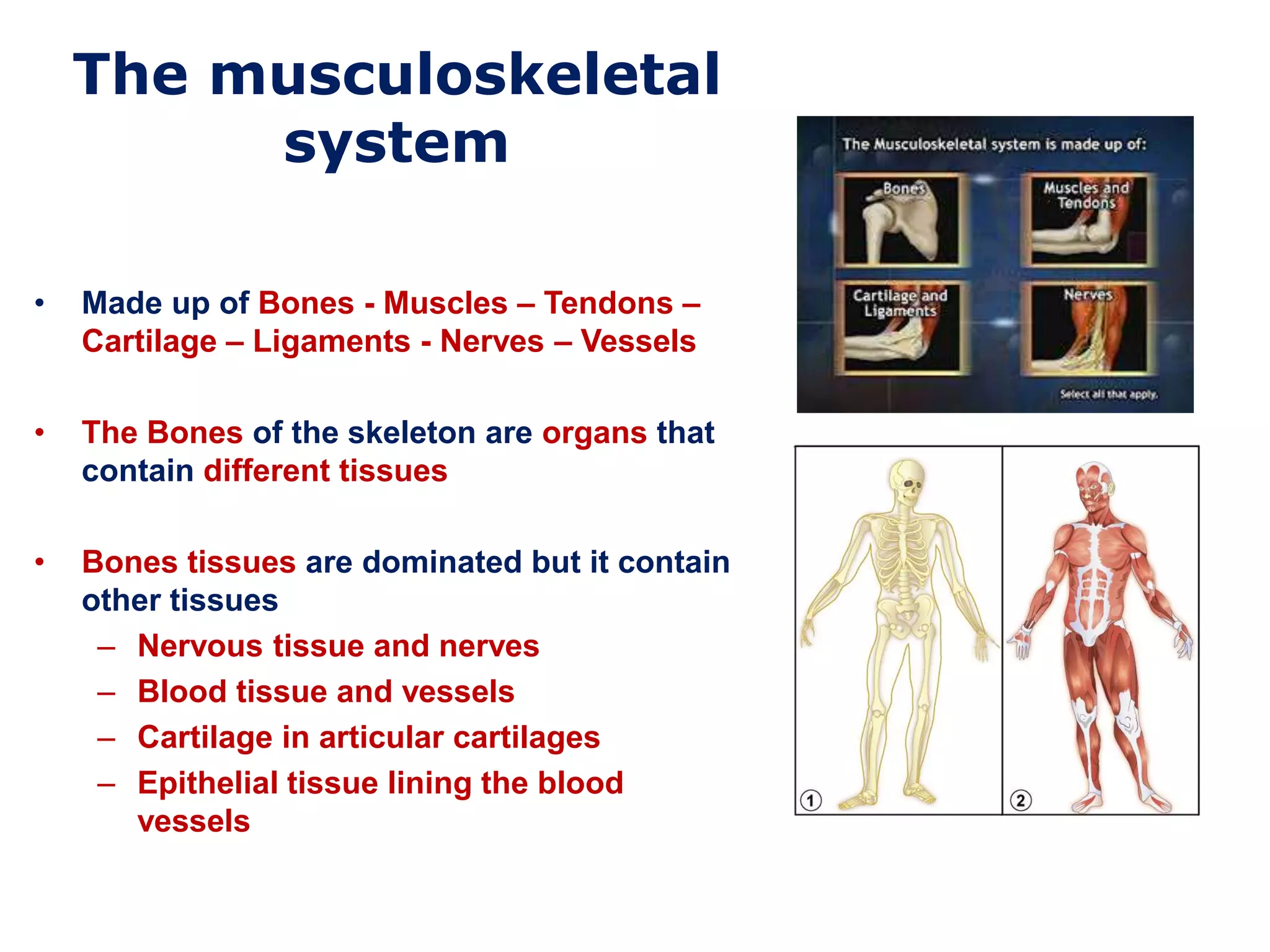 Musculoskeletal manifestations of diabetes mellitus | PPTX