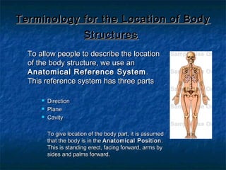 Musculoskeletal system | PPT