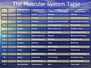 Musculoskeletal system | PPT