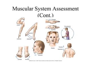 Musculoskeletal System | PPTX