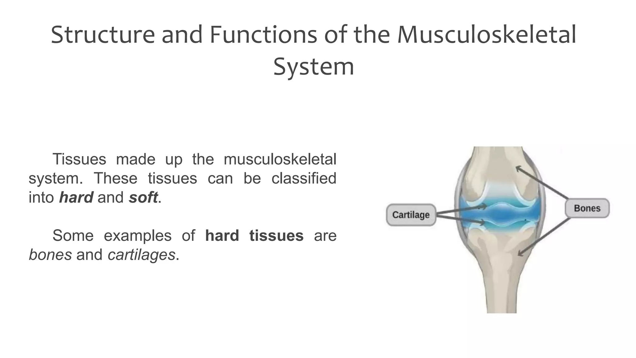 Musculoskeletal system | PPTX