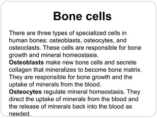 Musculoskeletal system | PPTX
