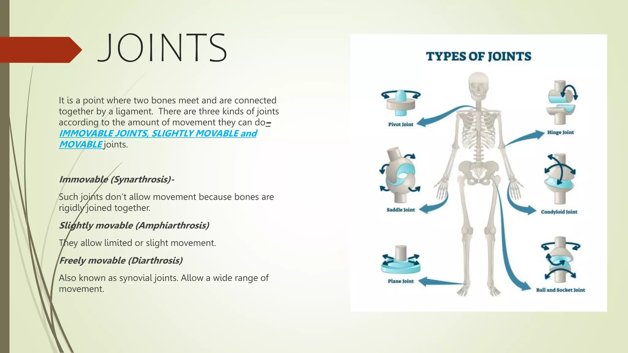 Musculoskeletal system.pptx