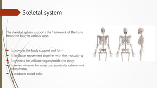 Musculoskeletal system.pptx