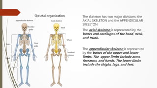Musculoskeletal system.pptx