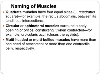 MUSCULOSKELETAL SYSTEM.ppt