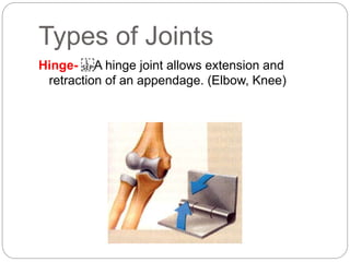 MUSCULOSKELETAL SYSTEM.ppt