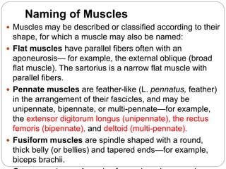 MUSCULOSKELETAL SYSTEM.ppt