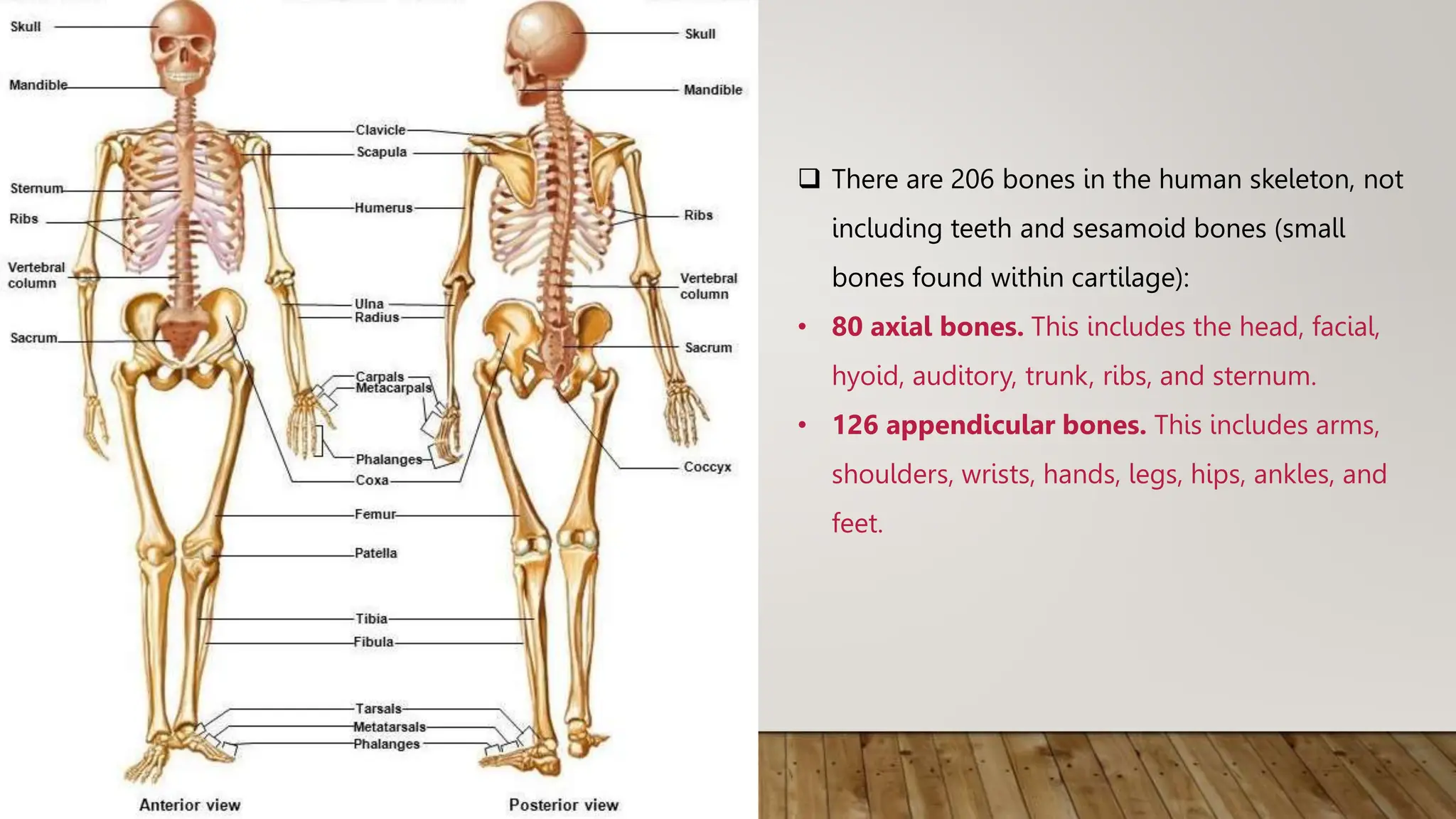 Human body & Musculoskeletal system.pdf