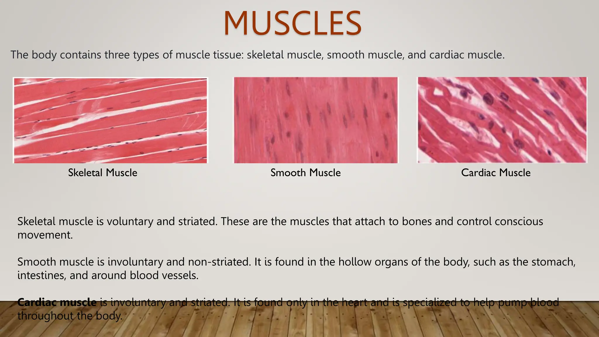 Human body & Musculoskeletal system.pdf