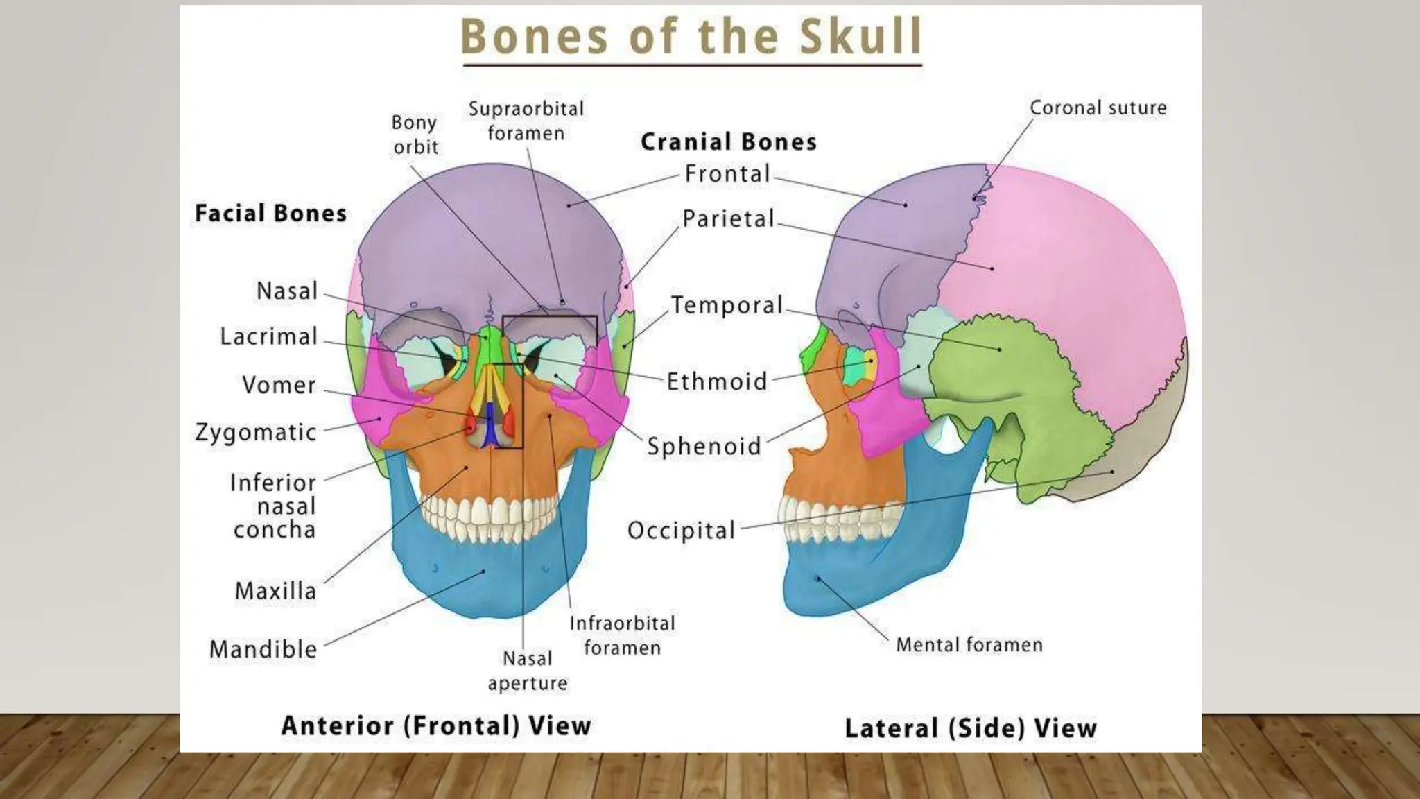Human body & Musculoskeletal system.pdf