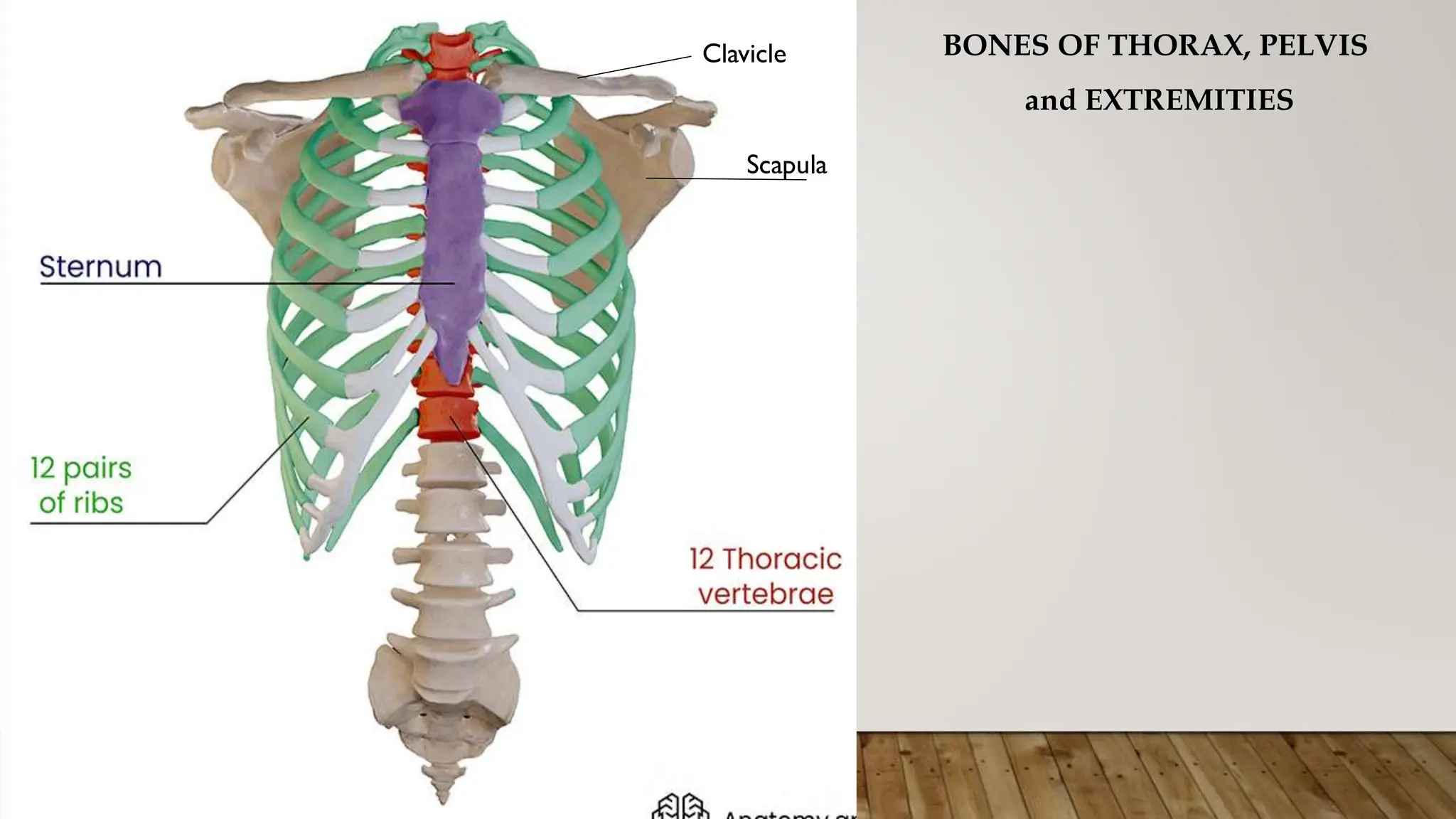 Human body & Musculoskeletal system.pdf