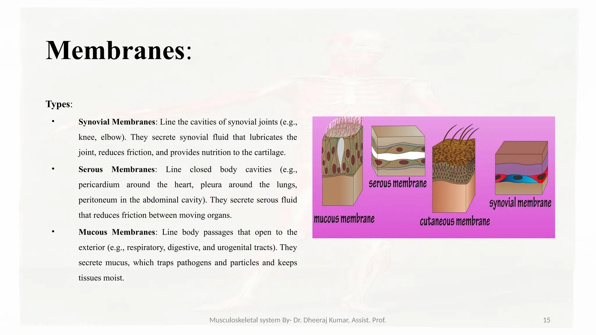 Musculoskeletal systemIt is composed of bones, muscles, connective ...