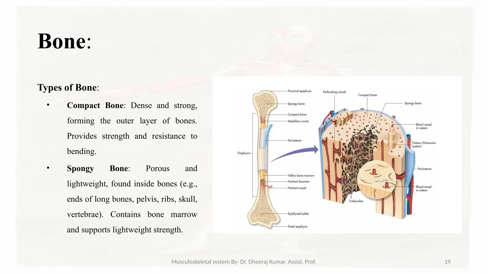 Musculoskeletal systemIt is composed of bones, muscles, connective ...