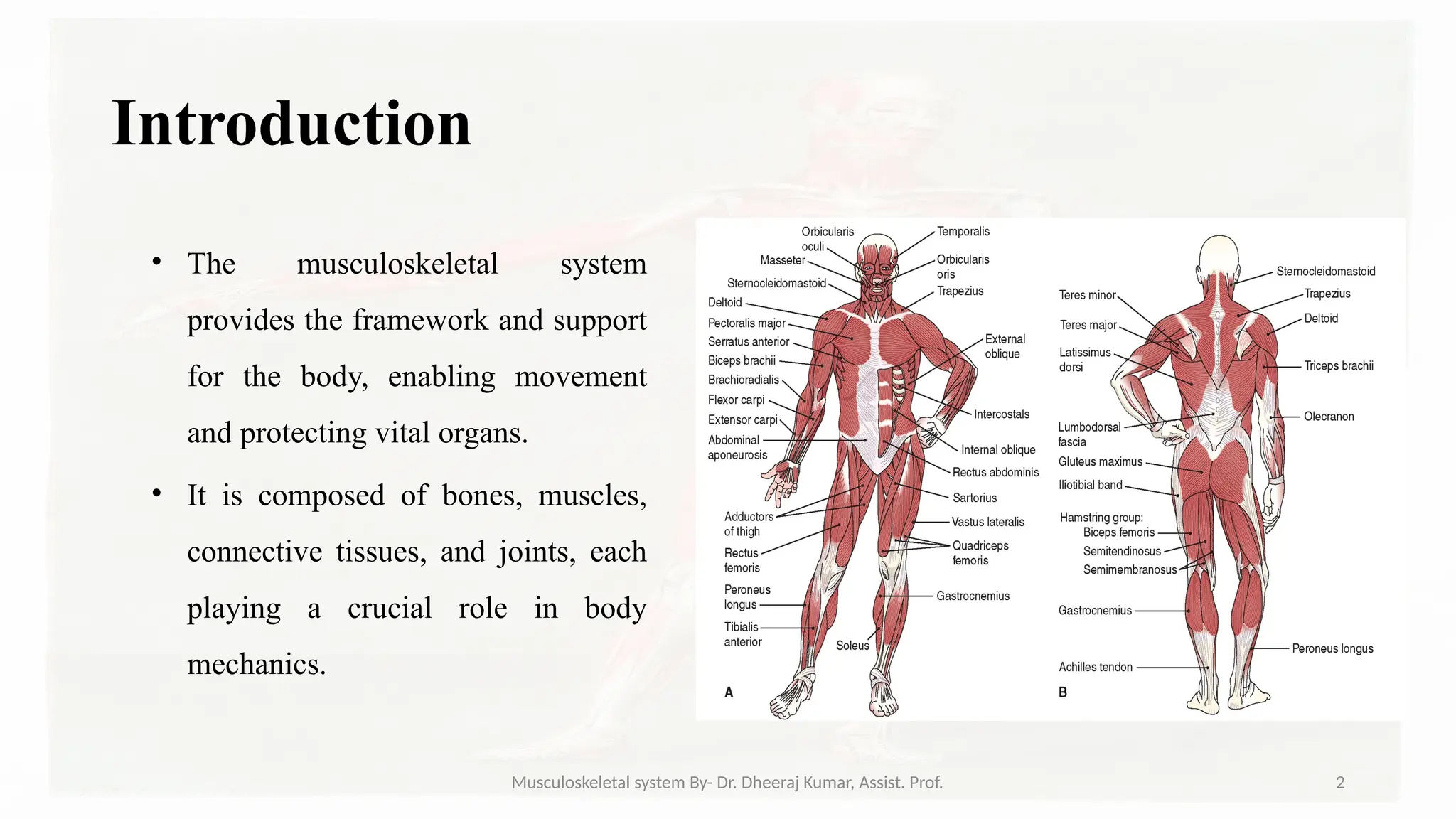 Musculoskeletal systemIt is composed of bones, muscles, connective ...
