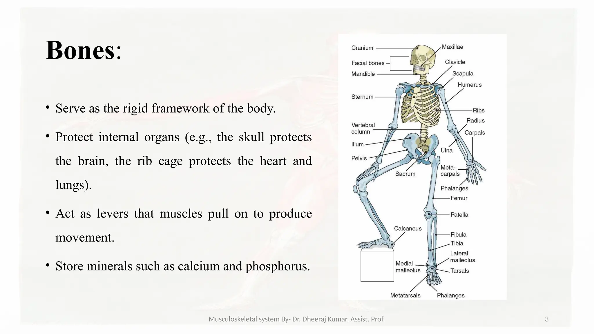Musculoskeletal systemIt is composed of bones, muscles, connective ...