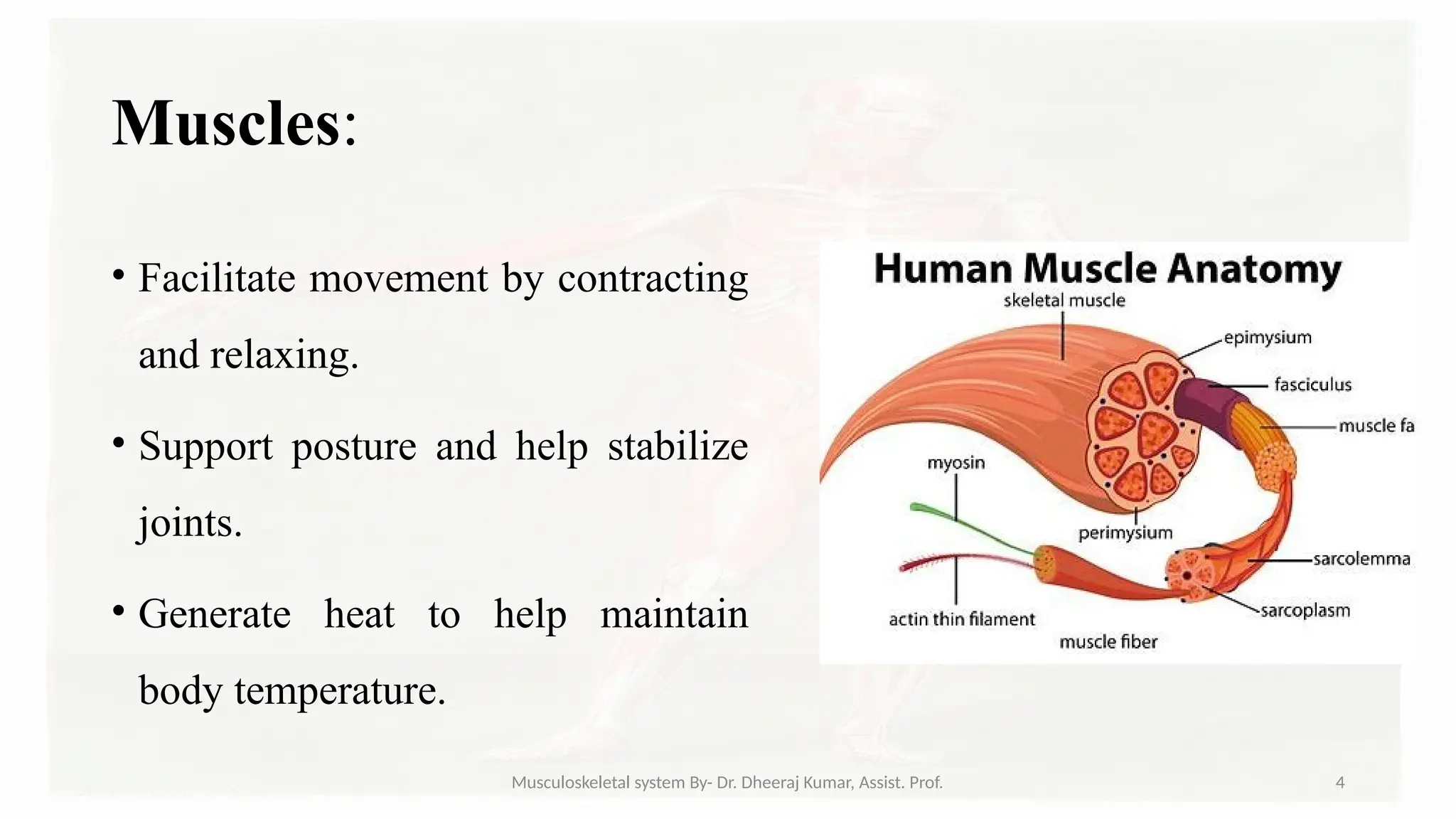 Musculoskeletal systemIt is composed of bones, muscles, connective ...