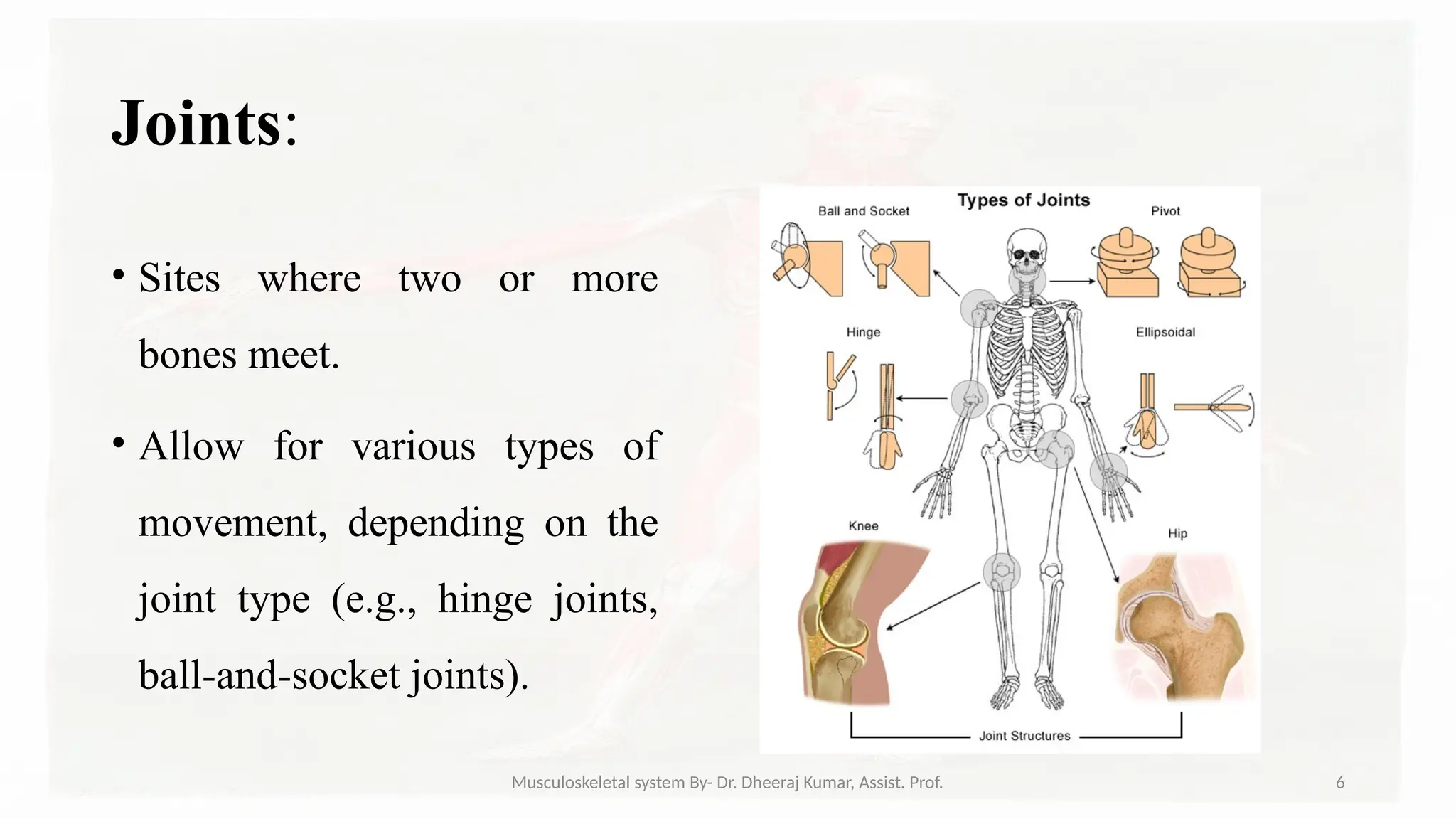 Musculoskeletal systemIt is composed of bones, muscles, connective ...