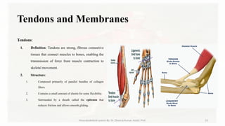 Musculoskeletal systemIt is composed of bones, muscles, connective ...