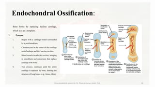 Musculoskeletal systemIt is composed of bones, muscles, connective ...
