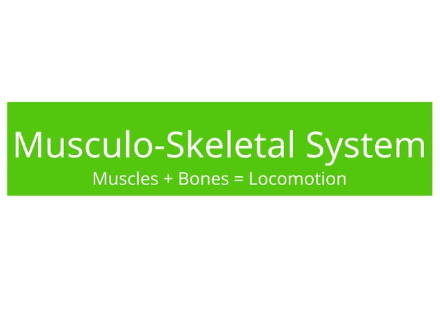 Muscular and skeletal system of human body | PPT