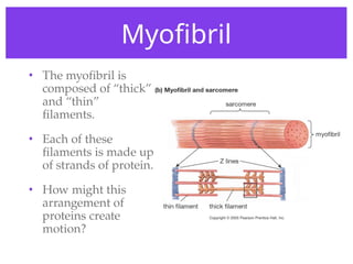 Muscular and skeletal system of human body | PPT