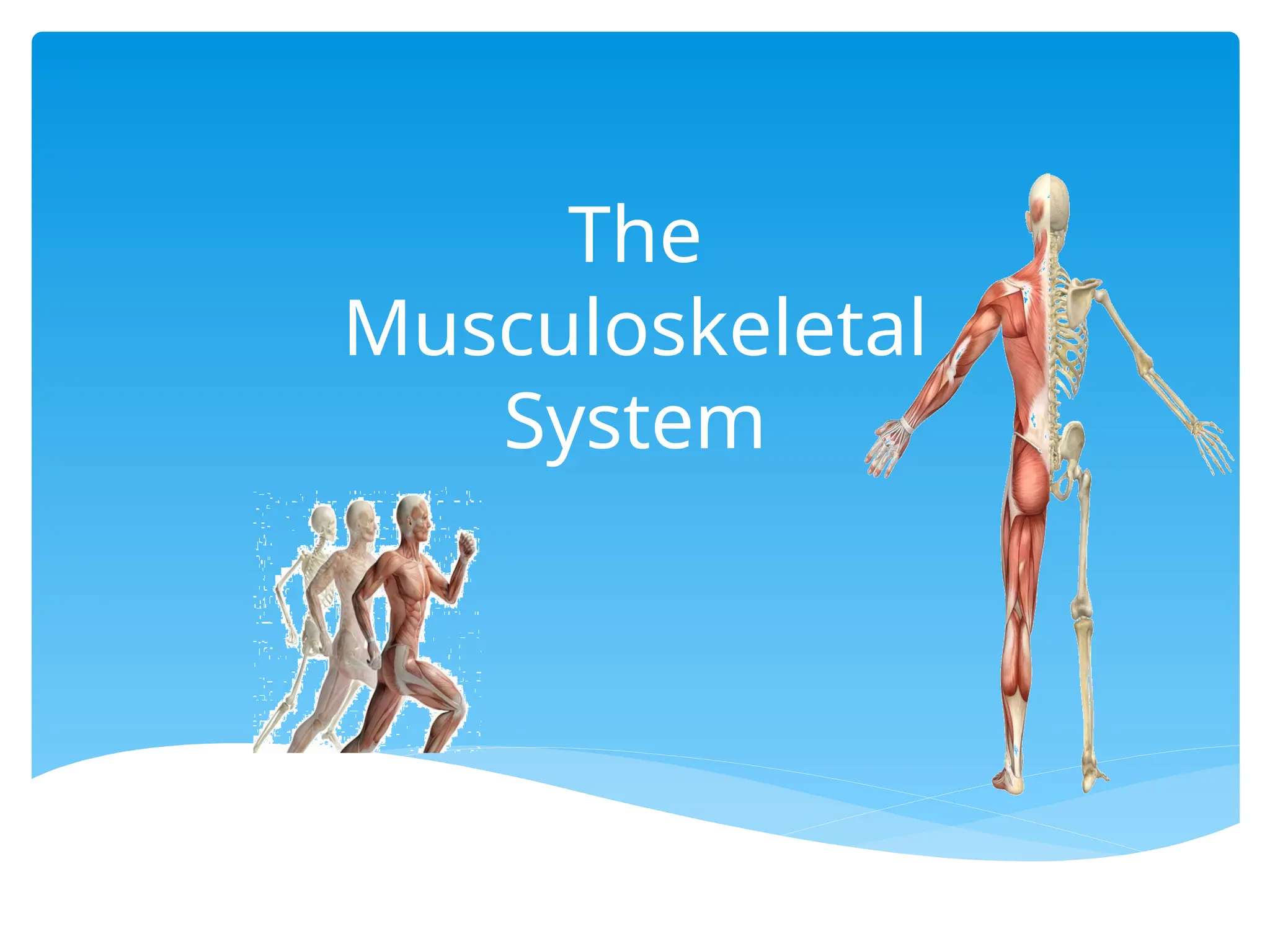MUSCULOSKELETAL SYSTEM iin human anatomic resep.pptx