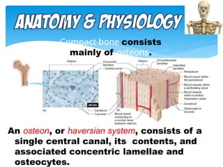 MUSCULOSKELETAL SYSTEM iin human anatomic resep.pptx