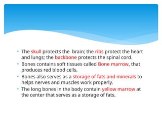 MUSCULOSKELETAL SYSTEM iin human anatomic resep.pptx