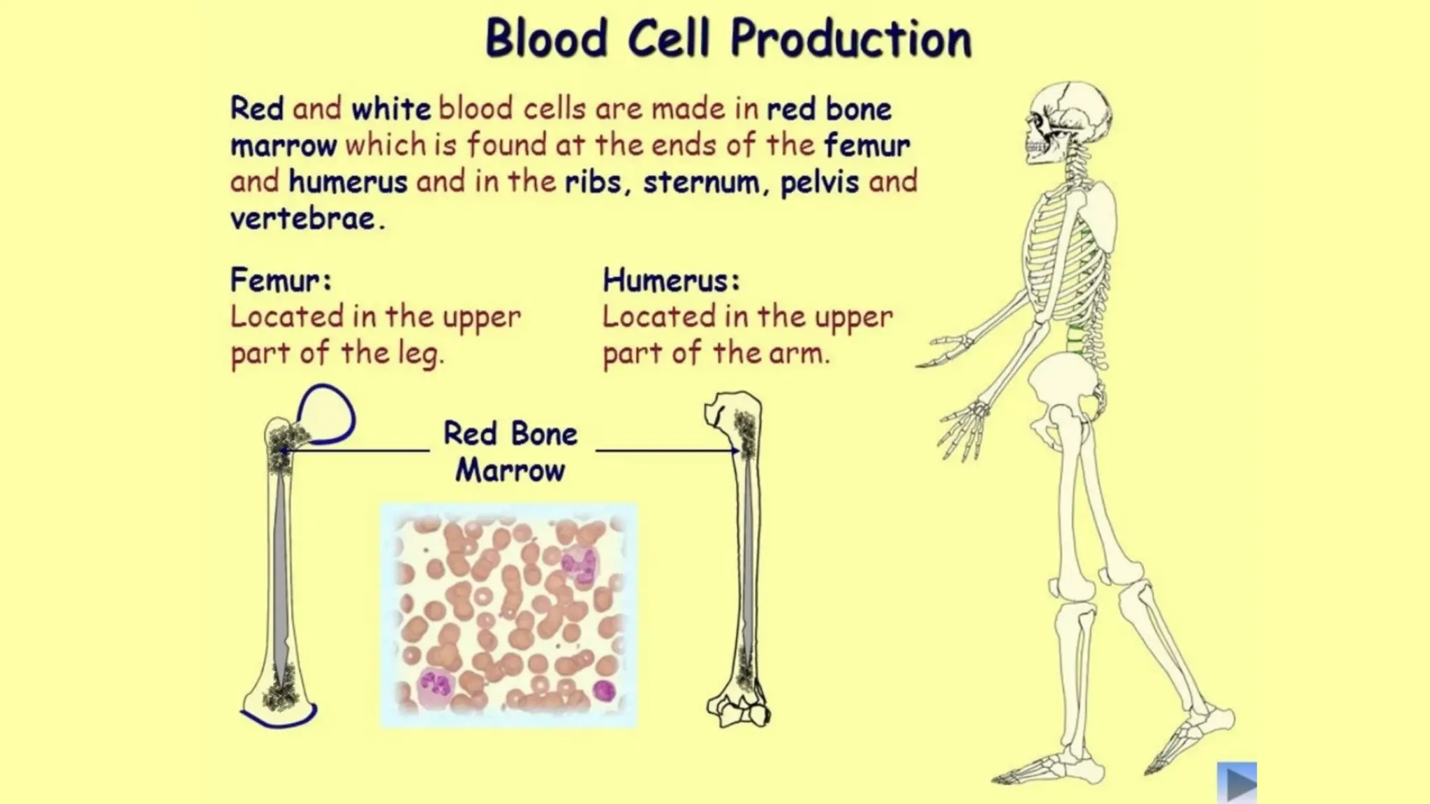 MUSCULOSKELETAL SYSTEM ANATOMY AND PHYSIOLOGY .pptx