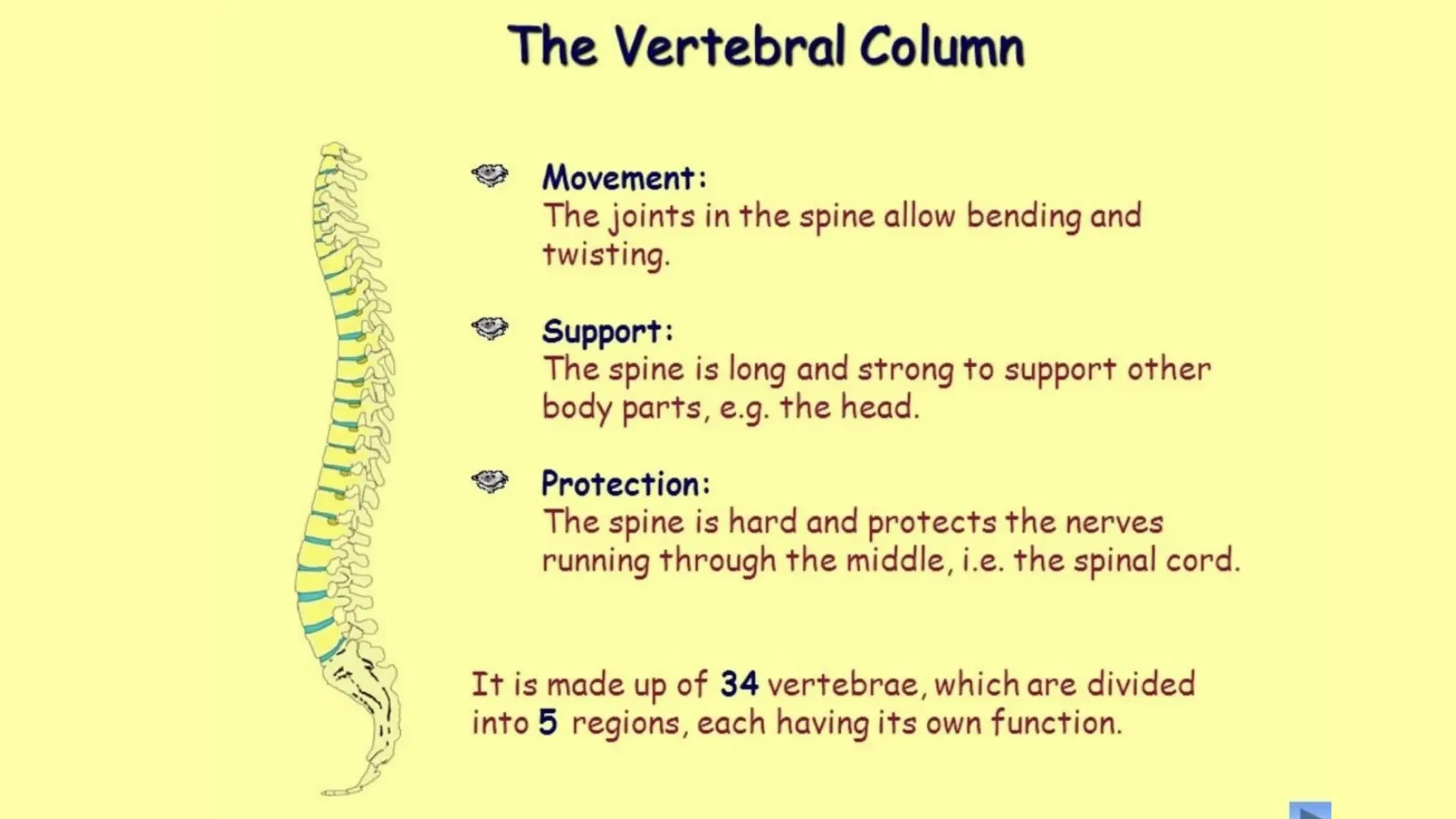 MUSCULOSKELETAL SYSTEM ANATOMY AND PHYSIOLOGY .pptx