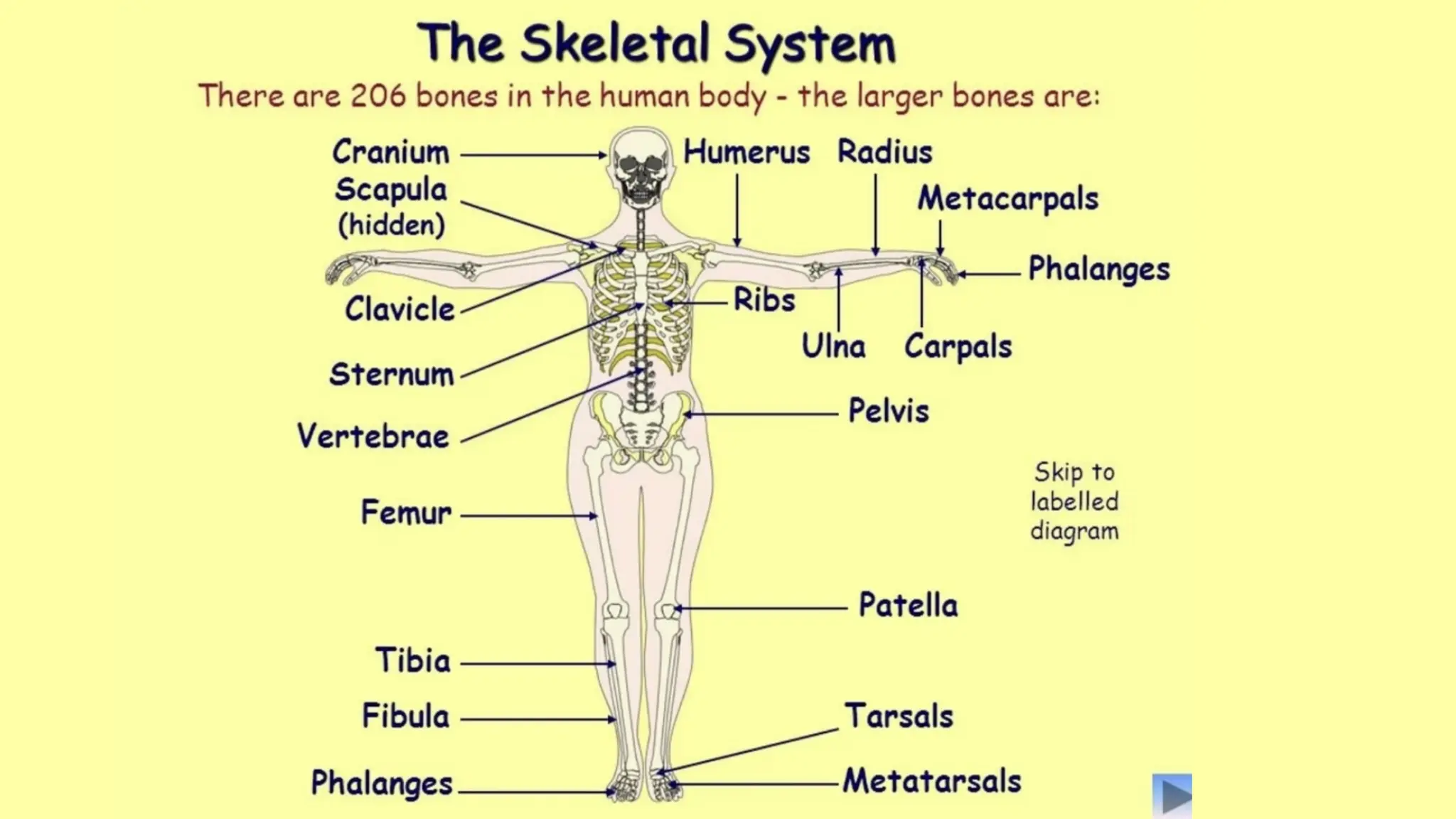 MUSCULOSKELETAL SYSTEM ANATOMY AND PHYSIOLOGY .pptx