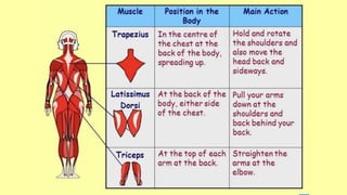 MUSCULOSKELETAL SYSTEM ANATOMY AND PHYSIOLOGY .pptx
