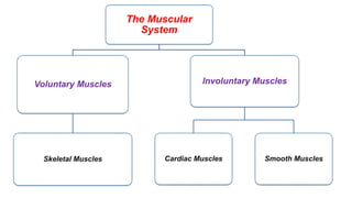 Musculoskeletal System | PPTX